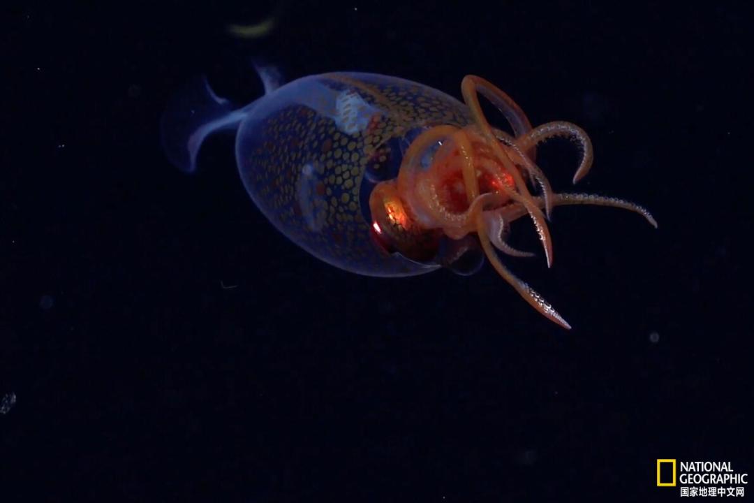 The first natural video of a giant squid captured by humans - iNEWS