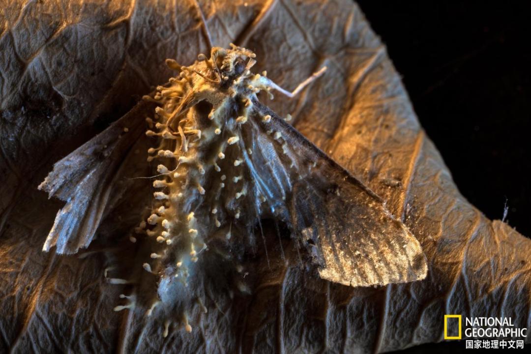 These zombie fungi invade the body and take over the brain, but they ...