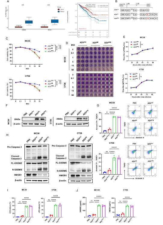 JECCR: Academician Gu Xiaosong/Jiang Chunping/Wu Junhua team develops a new oncolytic virus ...
