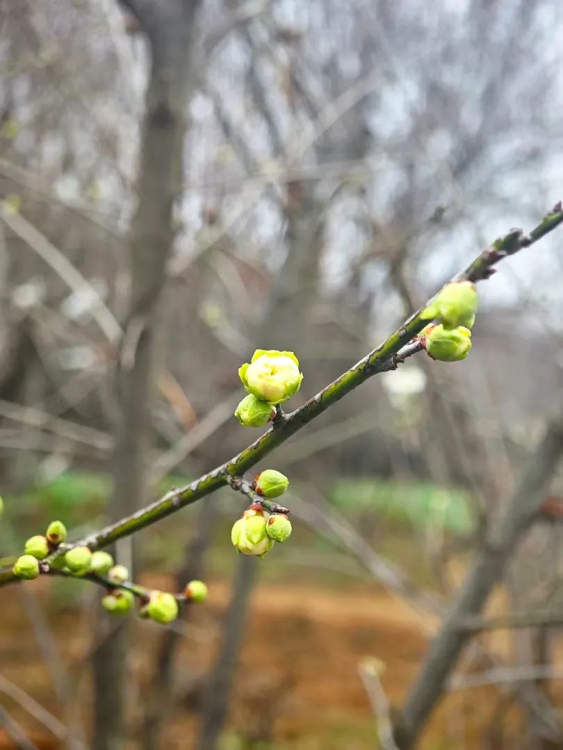 When DeepSeek wrote poems and lyrics for this issue of Spring Flowers ...