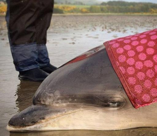 The stranded dolphin had severe sunburn and peeling on its back. The ...