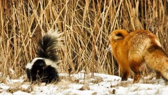The fox underestimated the skunk's counterattack and was hit by the ...