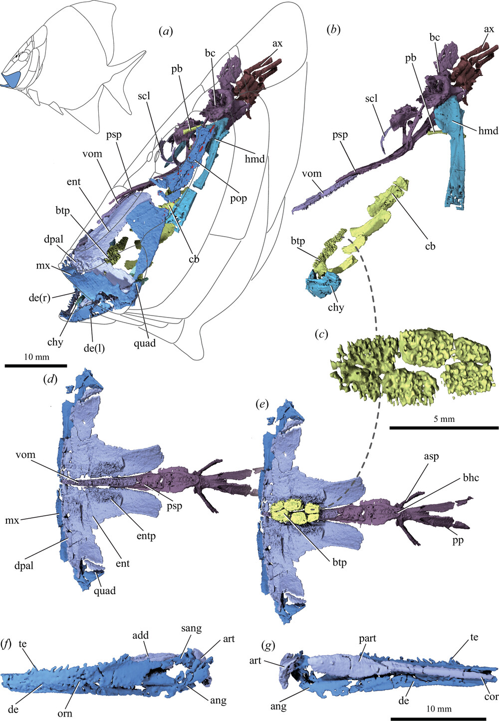 310-million-year-old fossil rewrites fish evolutionary history - iNEWS
