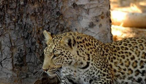 The leopard met the squirrel by chance, but sparks of wonderful things ...