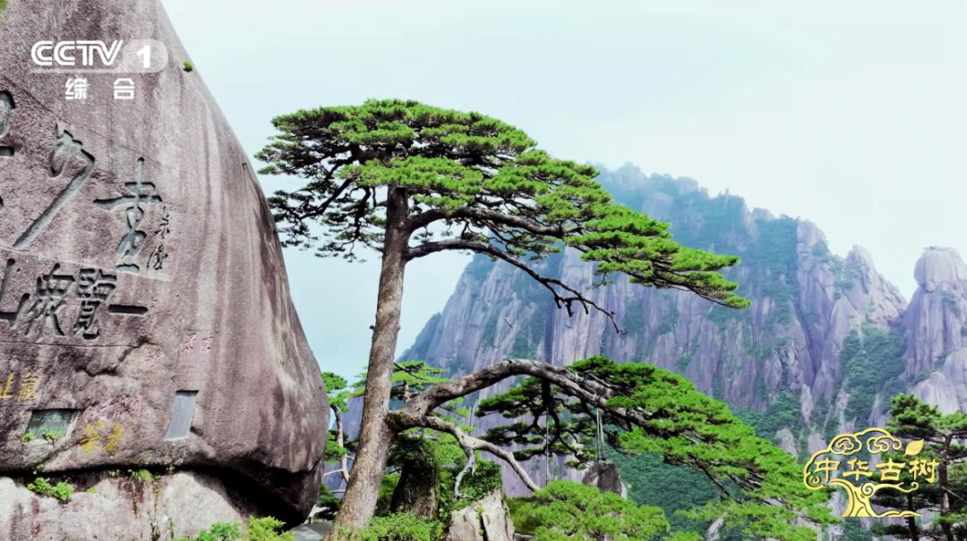 The documentary "Ancient Trees of China" systematically explains the ...