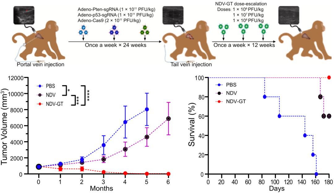 Cell: Turn tumors into "pork"?! Chinese scientists pioneered oncolytic ...