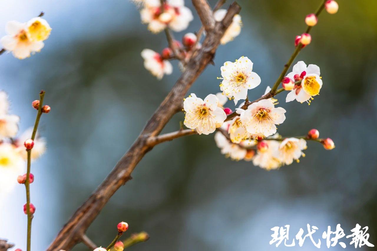 Good luck! A rare six-petal plum tree appears next to the "Plum King ...
